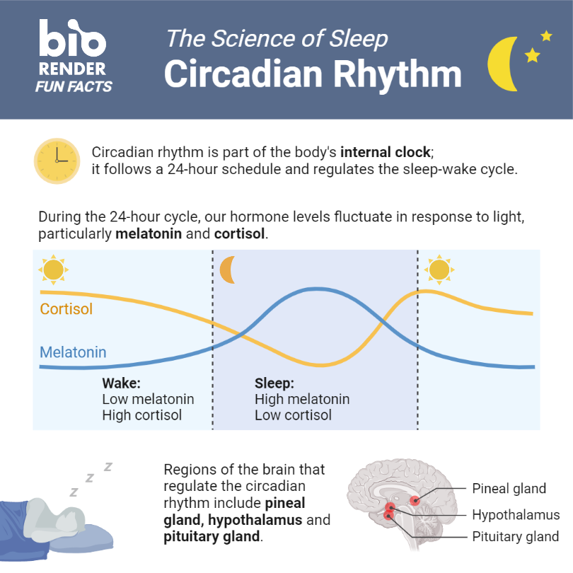 Circadian Rhythm | BioRender Science Templates