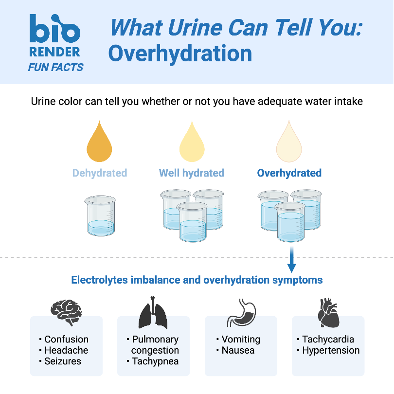 What Urine Can Tell You: Overhydration | BioRender Science Templates