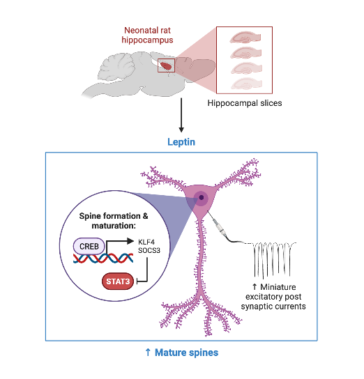 Stimulation of Synaptogenesis in Hippocampal Neurons (Derivative ...