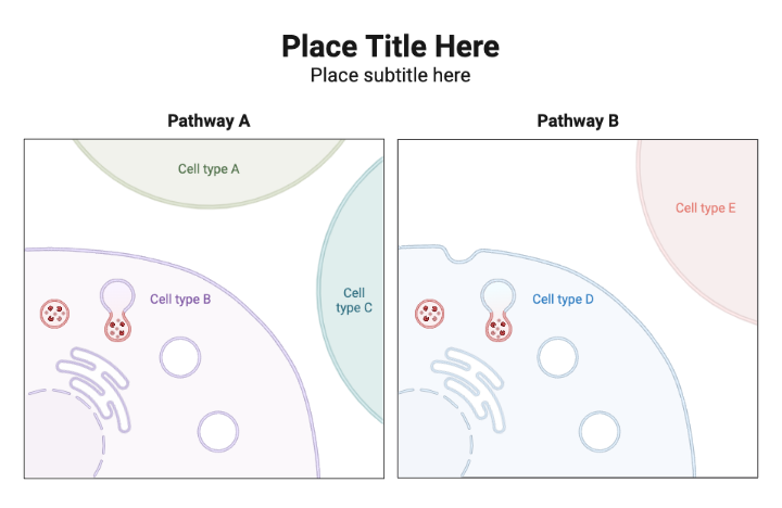 Intercellular Pathway Comparison (Layout) | BioRender Science Templates