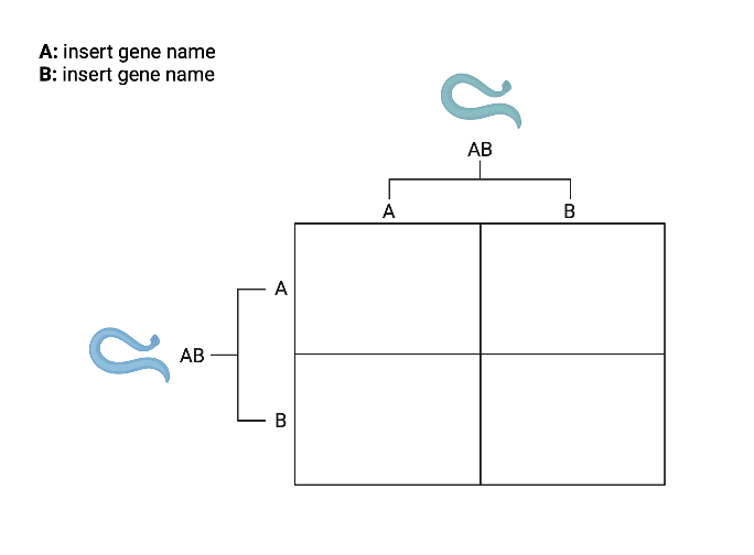 Caenorhabditis elegans Punnett Square (Layout 2x2) | BioRender Science ...