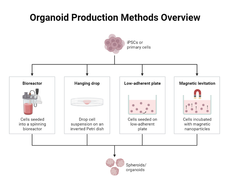 Organoid Production Methods Overview | BioRender Science Templates