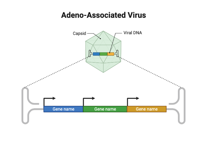 Adeno-Associated Virus with Callout (Layout) | BioRender Science Templates