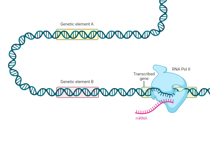 Eukaryotic Gene Regulation Transcription Layout BioRender Science Eukaryotic Gene Regulation Transcription Layout BioRender Science