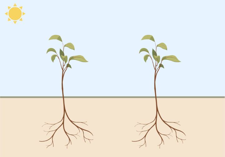 Plant in Soil (Background) | BioRender Science Templates
