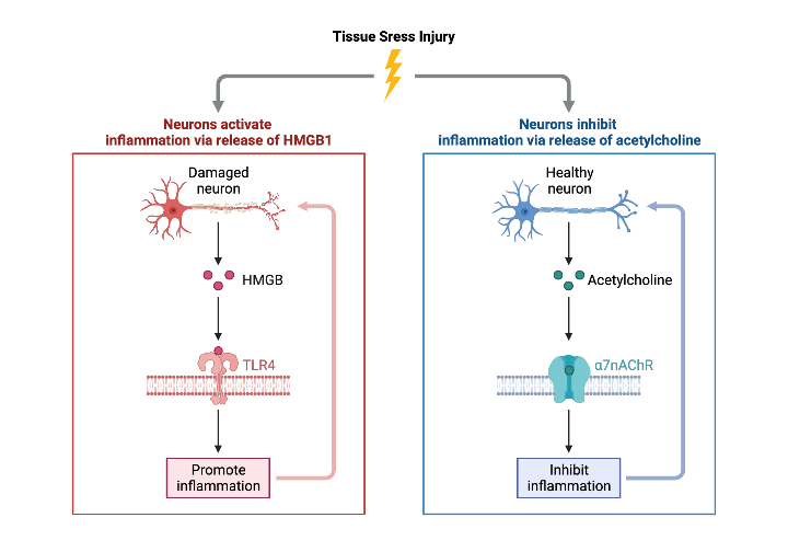 Neurons Regulate the Inflammatory Milieu | BioRender Science Templates