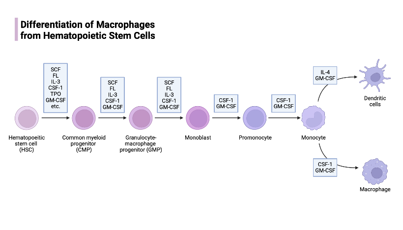 Hematopoietic Stem Cells Diagram