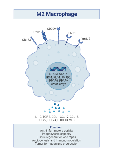 Characteristics of M2 Macrophages | BioRender Science Templates