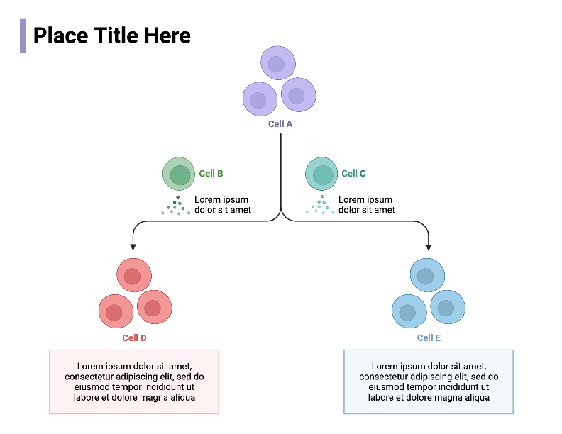 Cell Differentiation Pathway (Layout, Vertical) 2 | BioRender Science ...
