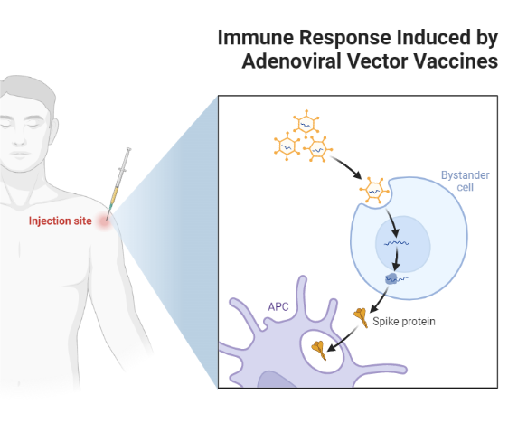 Immune Response Induced by Adenoviral Vector Vaccines | BioRender ...