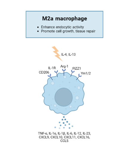 Characteristics of M2a Macrophages | BioRender Science Templates