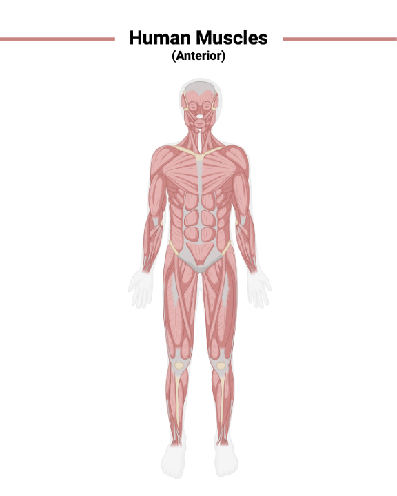Human Muscles, Anterior (Layout) | BioRender Science Templates