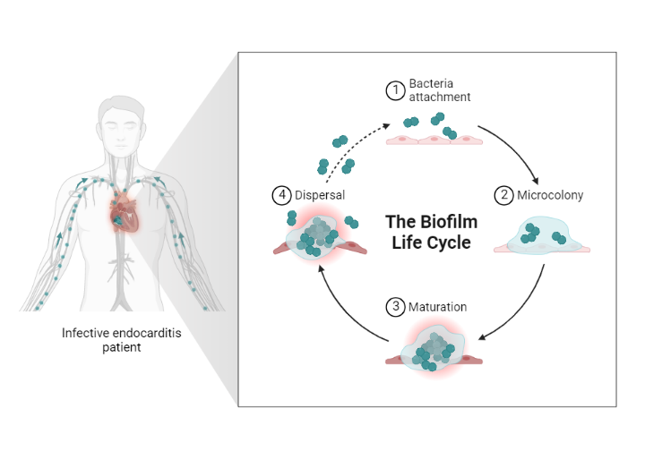 The Biofilm Life Cycle in Infective Endocarditis | BioRender Science ...