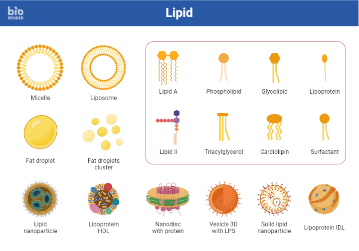 Icon Pack - Lipid | BioRender Science Templates