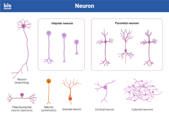 Icon Pack - Neuron | BioRender Science Templates