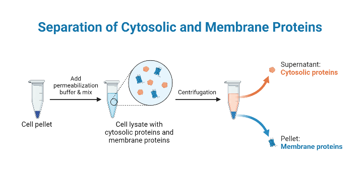 Separation of Cytosolic and Membrane Proteins | BioRender Science Templates