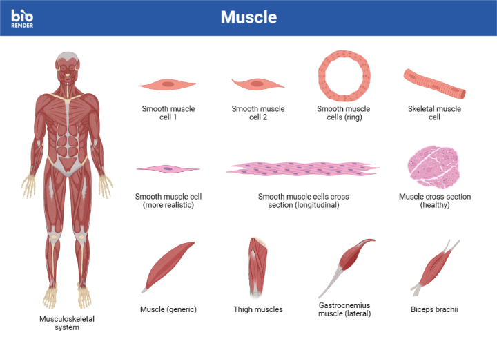 Icon Pack - Muscle | BioRender Science Templates