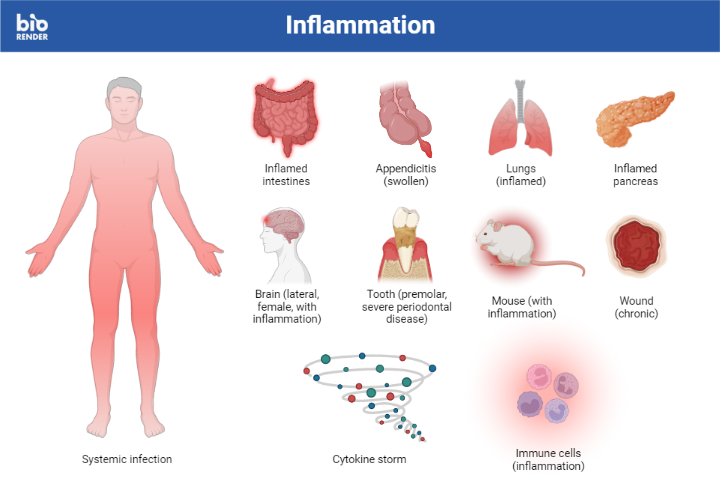 Icon Pack Inflammation Biorender Science Templates