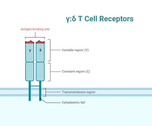 γ:δ T Cell Receptors | BioRender Science Templates