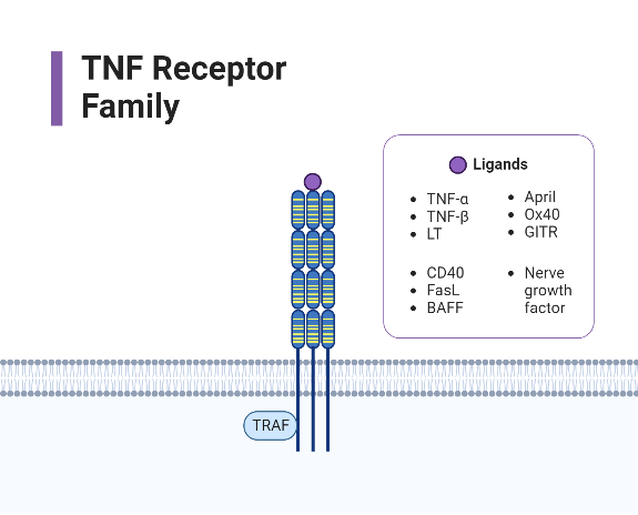 TNF Receptor Family | BioRender Science Templates