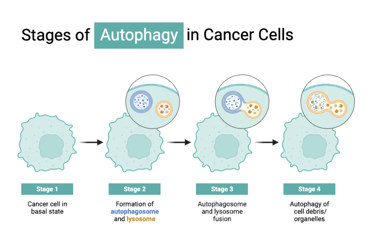 Stage of Autophagy in Cancer Cells | BioRender Science Templates