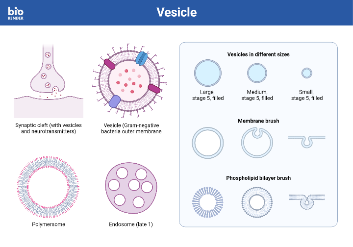 Icon Pack - Vesicle | BioRender Science Templates