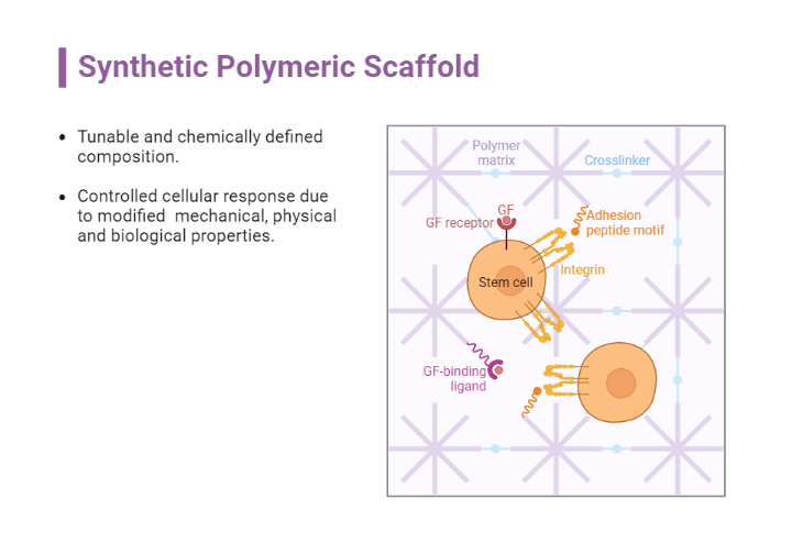 Synthetic Polymeric Scaffold | BioRender Science Templates