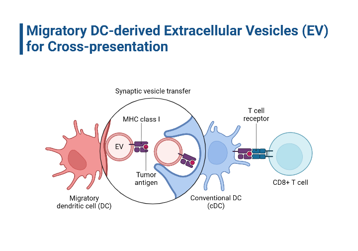 Migratory DC-derived Extracellular Vesicles (EV) for Cross-presentation ...