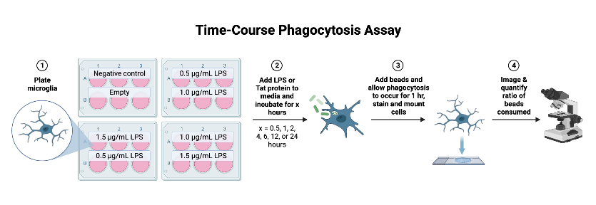Time-Course Phagocytosis Assay | BioRender Science Templates
