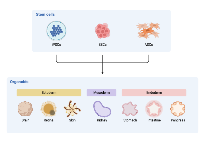 Types of Organoids | BioRender Science Templates