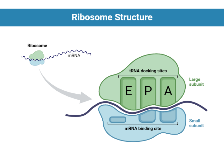 Ribosome Structure BioRender Science Templates Ribosome Structure BioRender Science Templates
