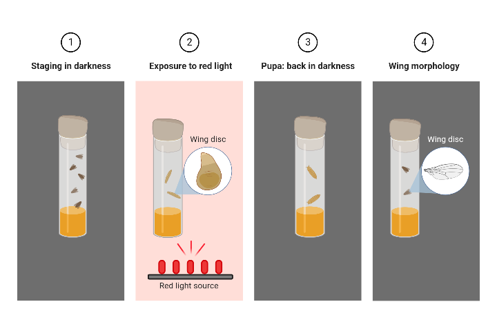 Drosophila Optogenetic Experiment Schematic | BioRender Science Templates