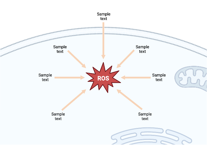 ROS Production in Cells (Layout) | BioRender Science Templates
