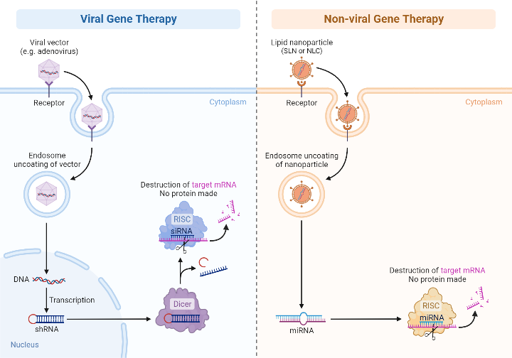 Viral vs Non-viral Gene Therapy | BioRender Science Templates