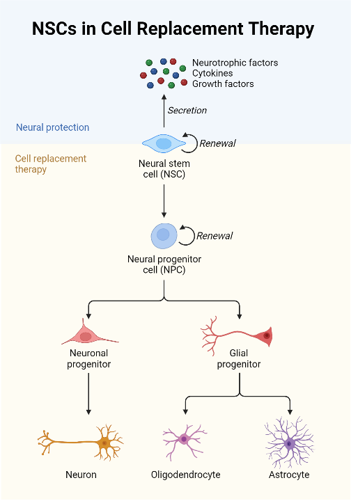 NSCs in Cell Replacement Therapy | BioRender Science Templates