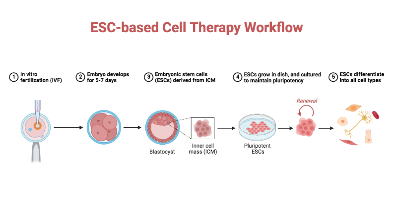ESC-based Cell Therapy Workflow | BioRender Science Templates