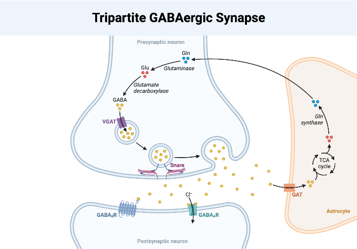 Tripartite GABAergic Synapse | BioRender Science Templates