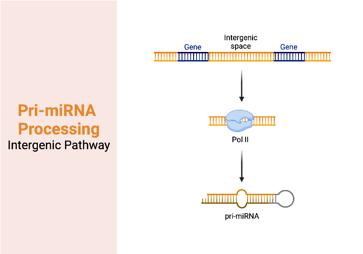 Pri-miRNA Processing Intergenic Pathway | BioRender Science Templates