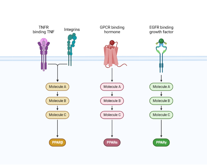 PPAR Pathway (Layout) | BioRender Science Templates