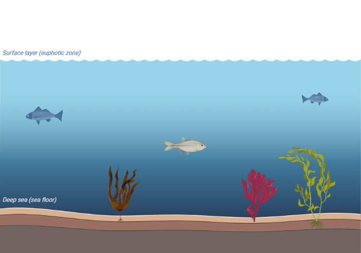 Ocean (Layout) | BioRender Science Templates