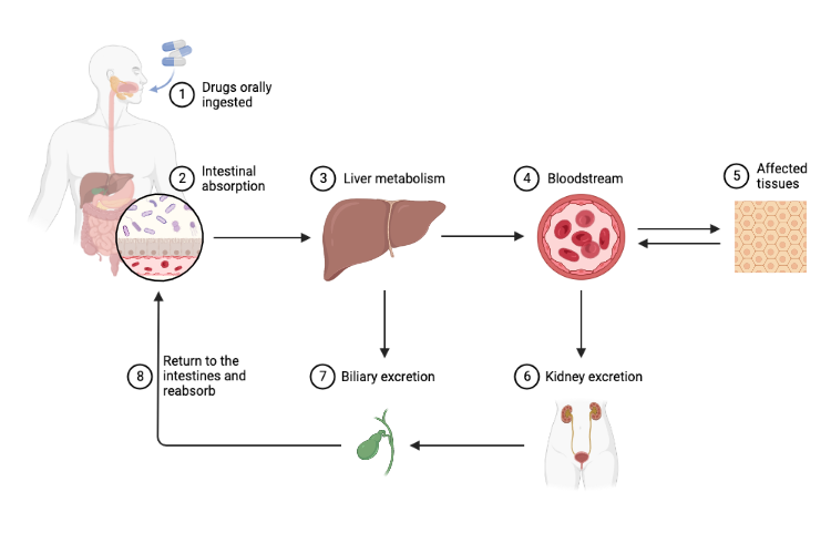 Oral Ingested Drug Metabolism | BioRender Science Templates