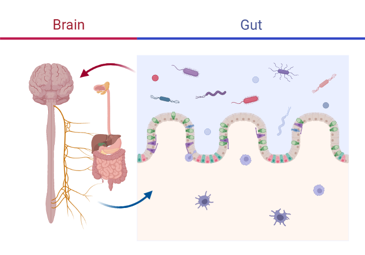 Gut-Brain-Axis | BioRender Science Templates