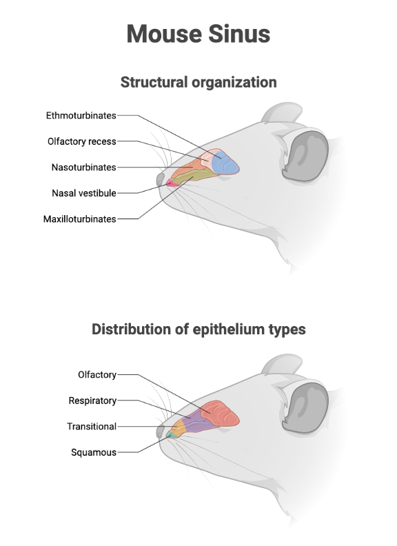 Mouse Sinus | BioRender Science Templates