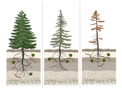 Tree Death Progression | BioRender Science Templates