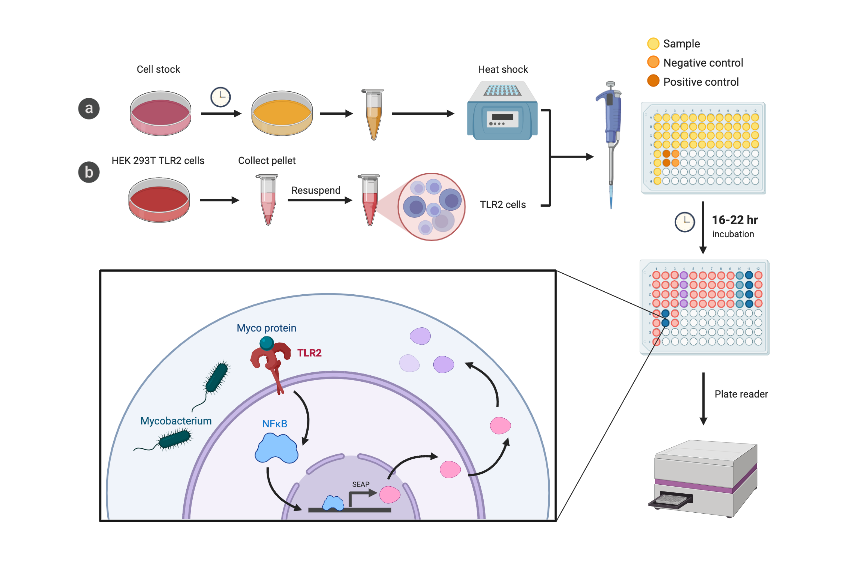 Mycoplasma Test | BioRender Science Templates