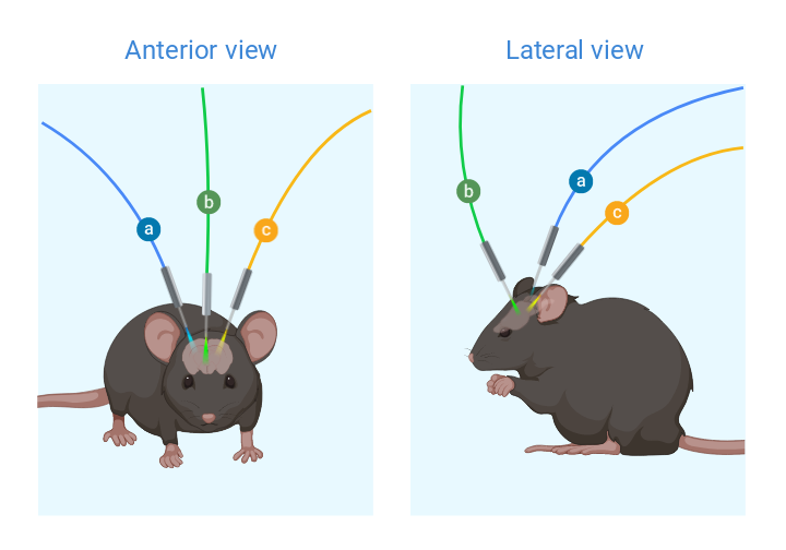 Optogenetics (3 optic fibres) | BioRender Science Templates