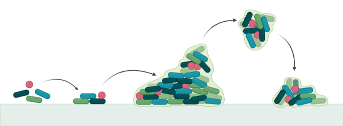 Polymicrobial Biofilm | BioRender Science Templates