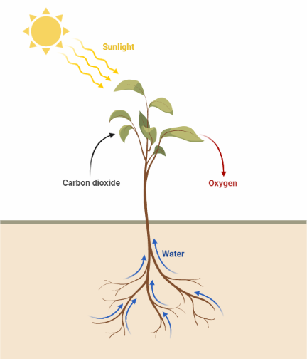 Photosynthesis | BioRender Science Templates