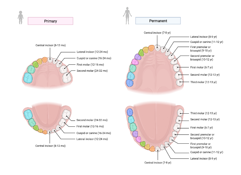 Primary and Permanent Dentition | BioRender Science Templates