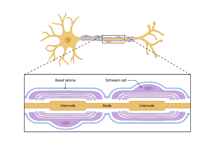 Internode Axon